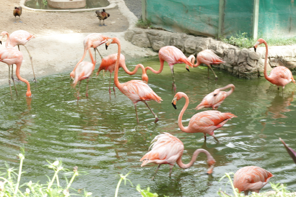 Flamingo party by Kyeon Constantine / 500px