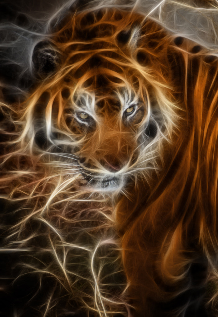 Tiger Tiger by Lau Nielsen / 500px