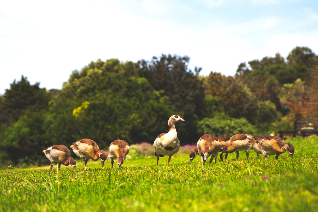 Pappa goose keeping an eye on the gander. Kirstenbosch. by Albert le ...