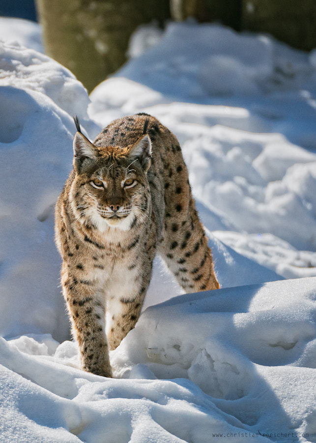 Prowling by Christian Roeschert / 500px