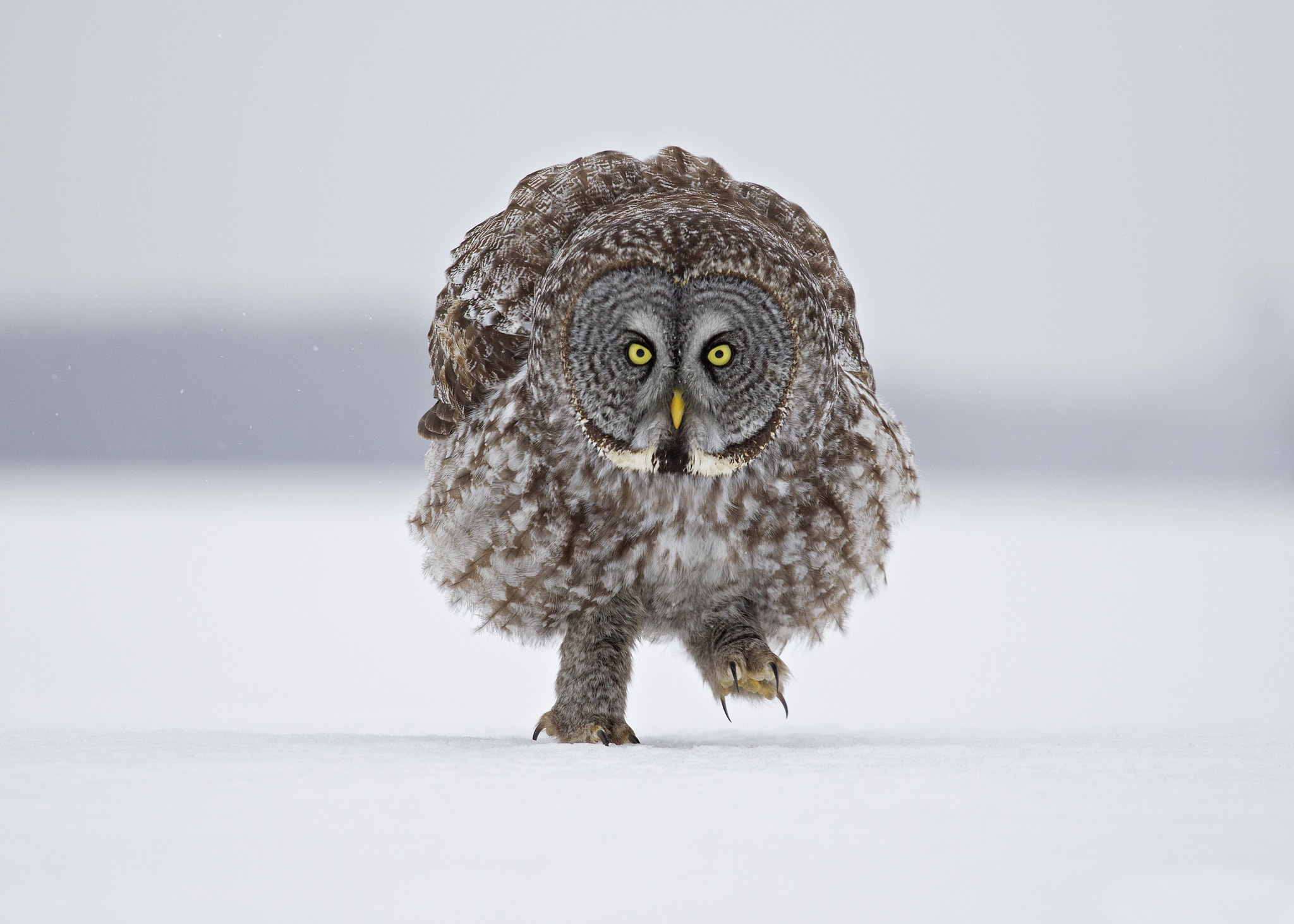 Great Grey Owl - Stalking Me! by Rick Dobson / 500px