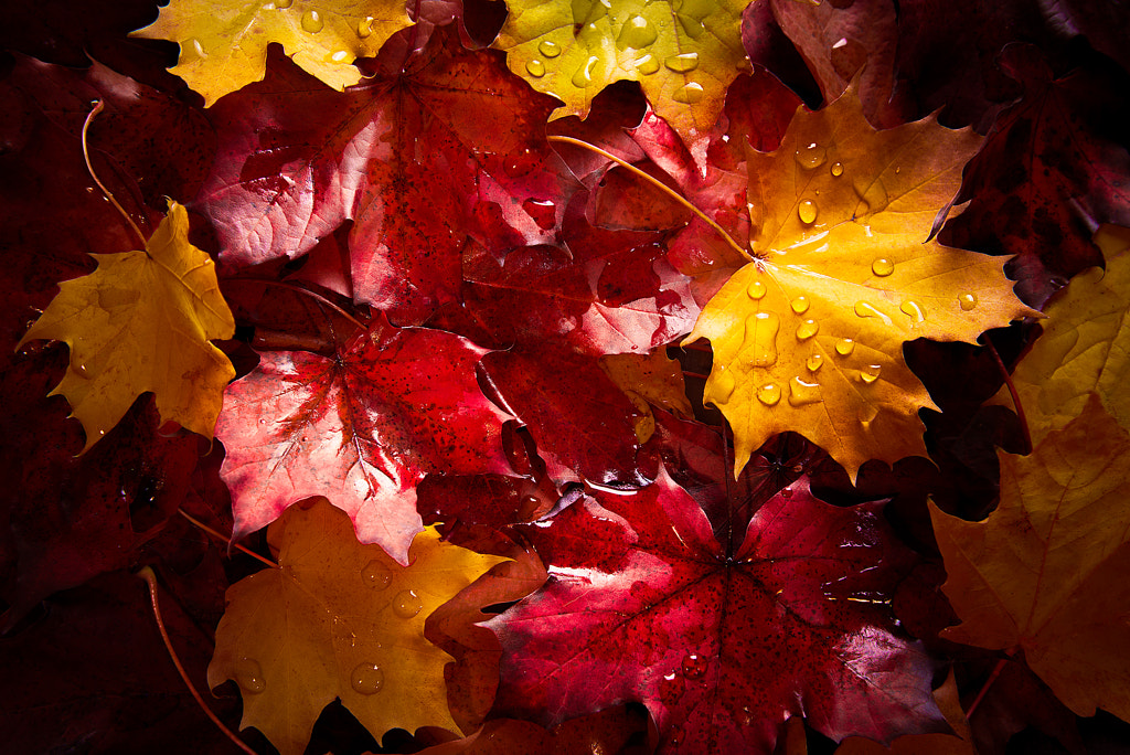 A Collection of Autumn Photos to Inspire You