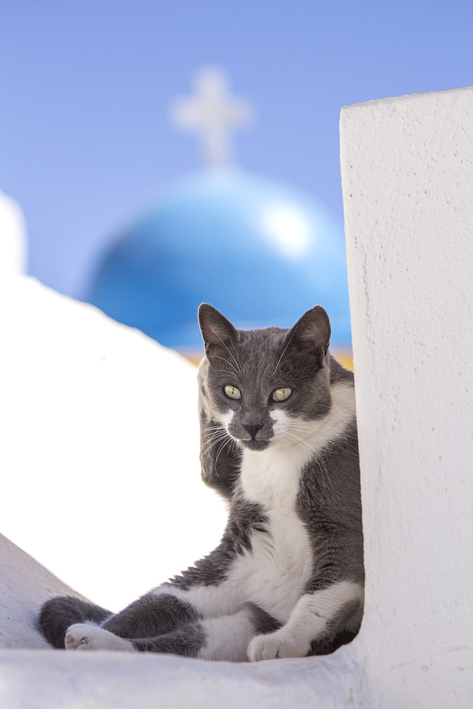 Greek Cat by Monika Witte | 500px