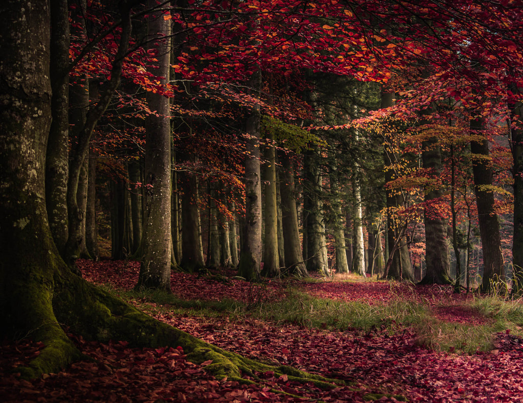 Enchanted by Christian Wig / 500px