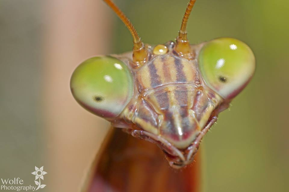 Mantis Portrait by Danae Wolfe / 500px