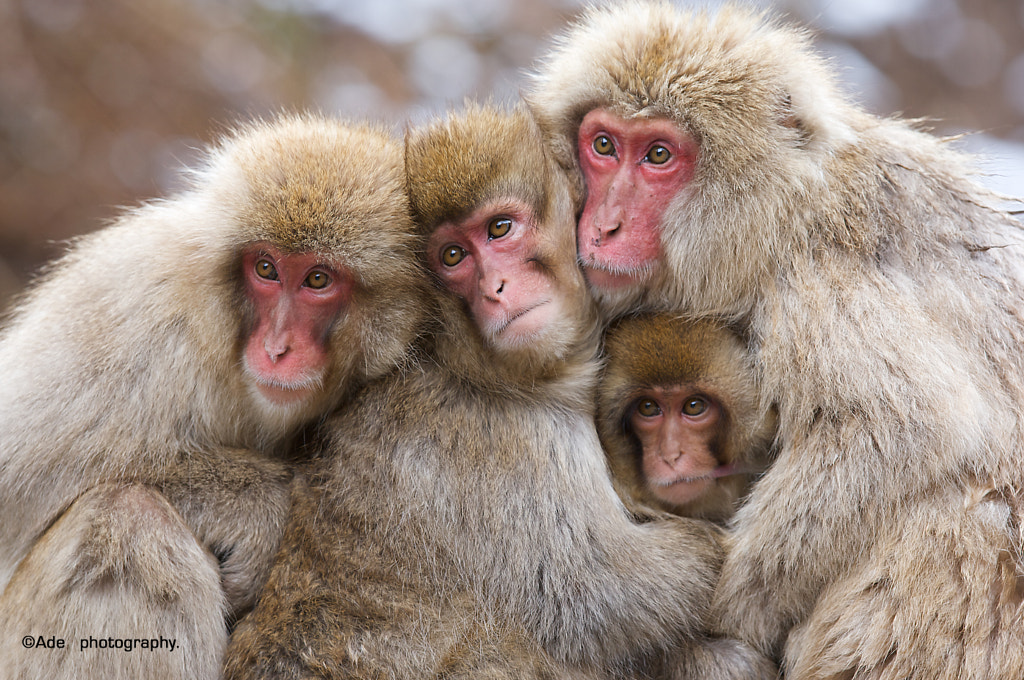 8 Eyes, 1 Vision by AdePhotography / 500px