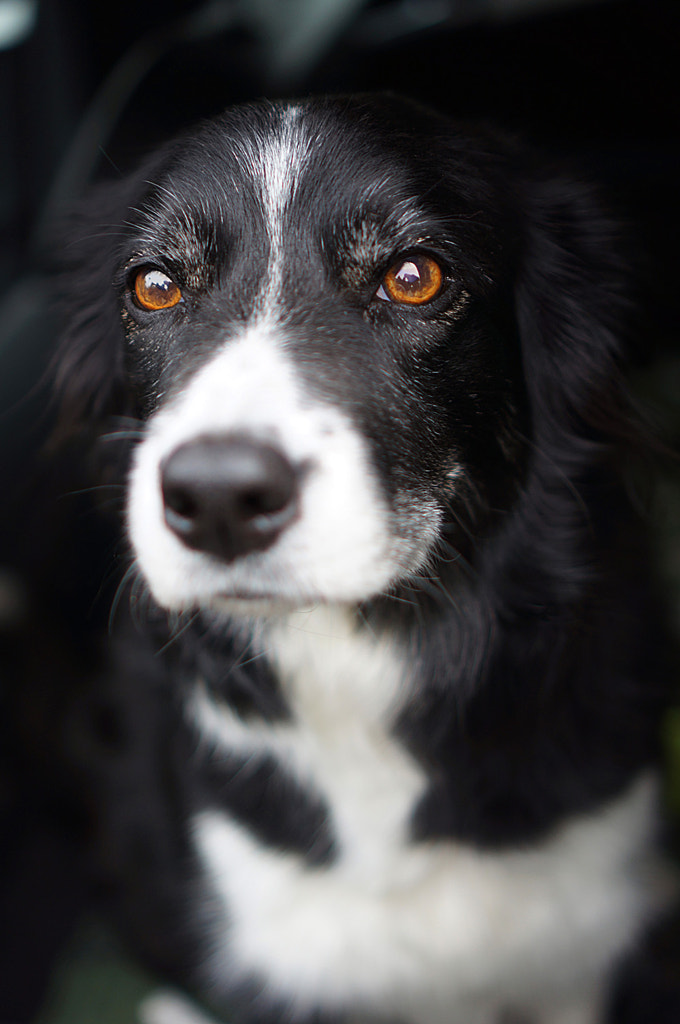 dog in car again by Benjamin Smith / 500px