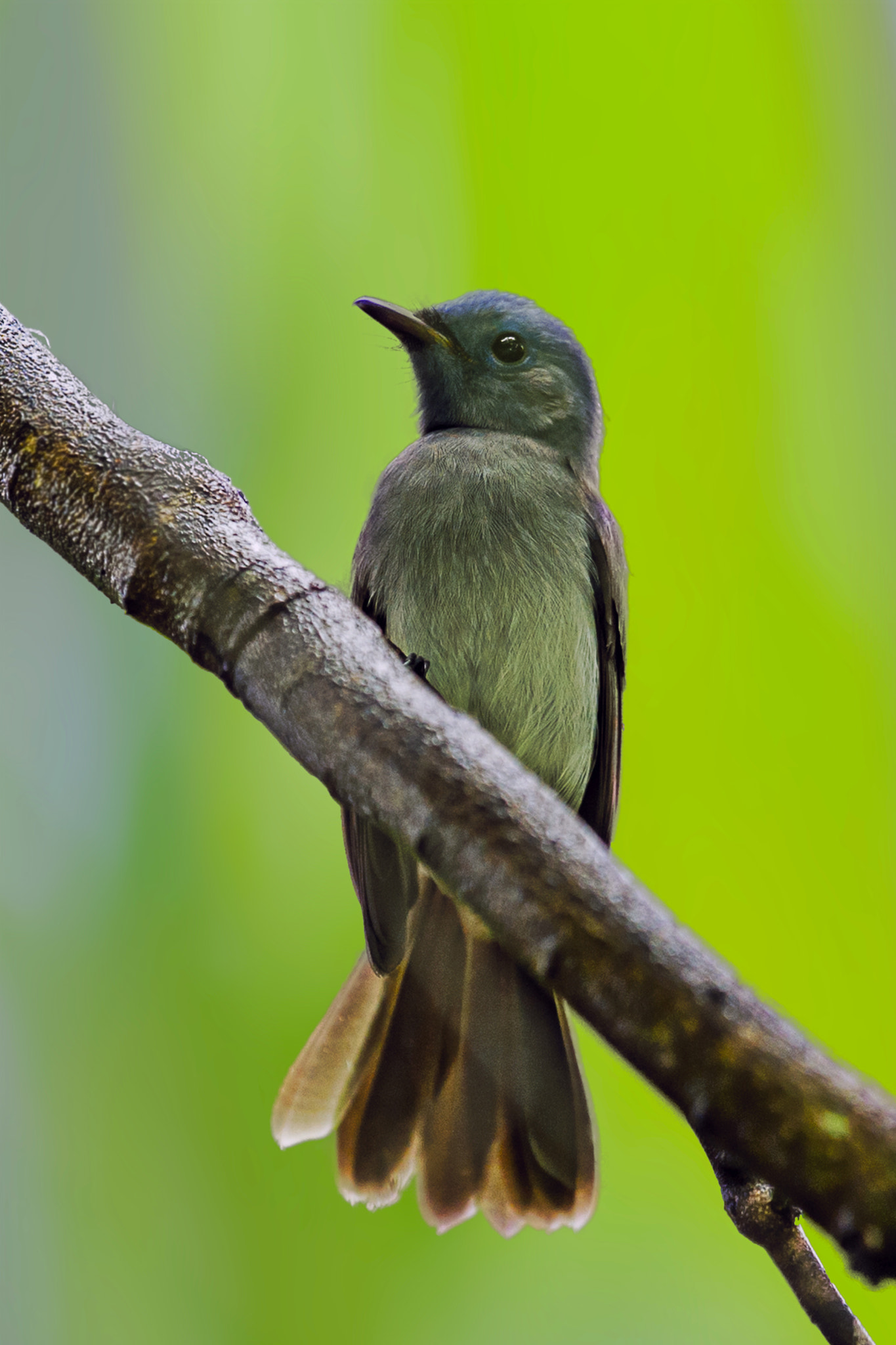 Black-naped Monach by Allan Seah / 500px