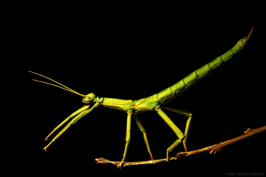 Giant lime green stick insect by Stefan Antheck / 500px