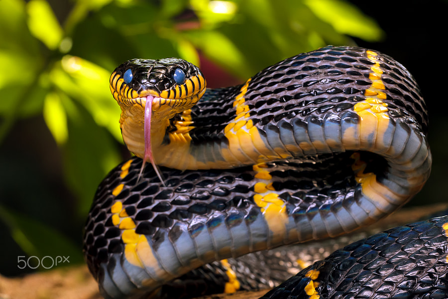 Mangrove Snake by Dmitry Volochai / 500px