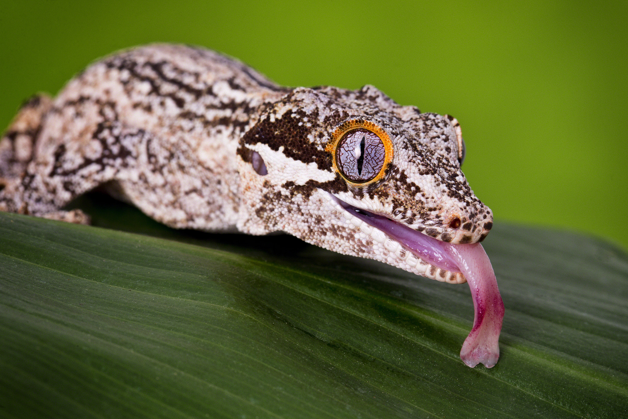 Gargoyle Gecko (Rhacodactylus auriculatus) by Mark Kenwood / 500px