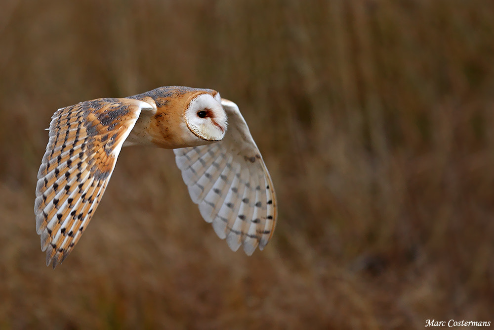 Barn owl flying by Marc Costermans / 500px