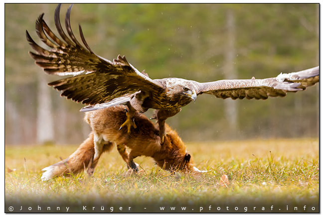 the golden eagle and the fox by Johnny Krüger / 500px