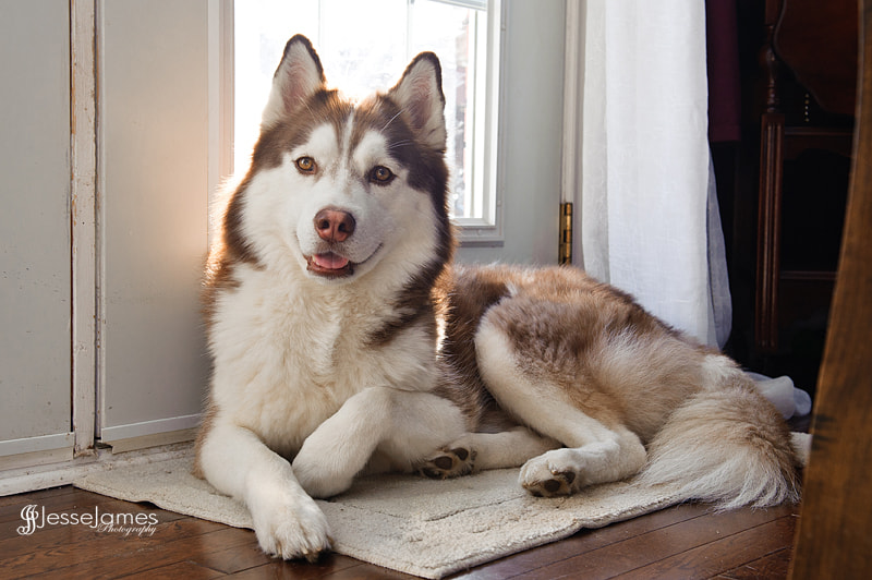 Siberian Husky by Jesse James Photography / 500px