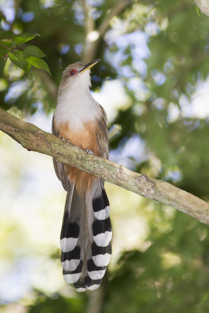 Puerto Rican Lizard Cuckoo (Pajaro Bobo Mayor) Coccyzus vieilloti by ...
