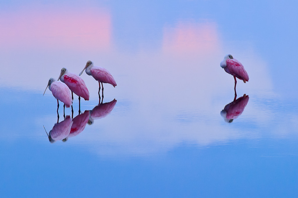 Roseate Spoonbills Reflection by Nasim Mansurov / 500px
