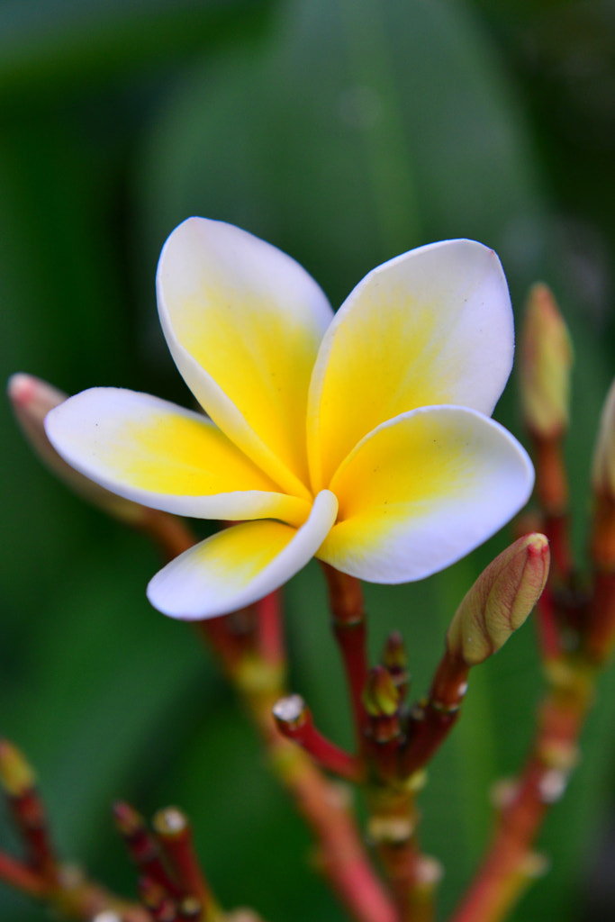 Bali flower by Egor Ryazanov / 500px