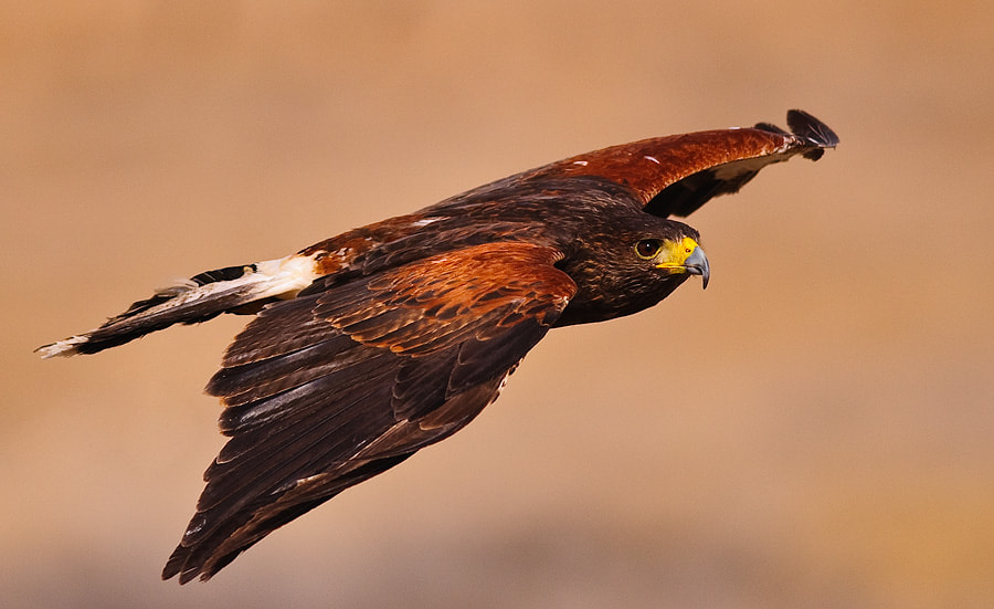 Harris's Hawk in Flight by Nasim Mansurov / 500px