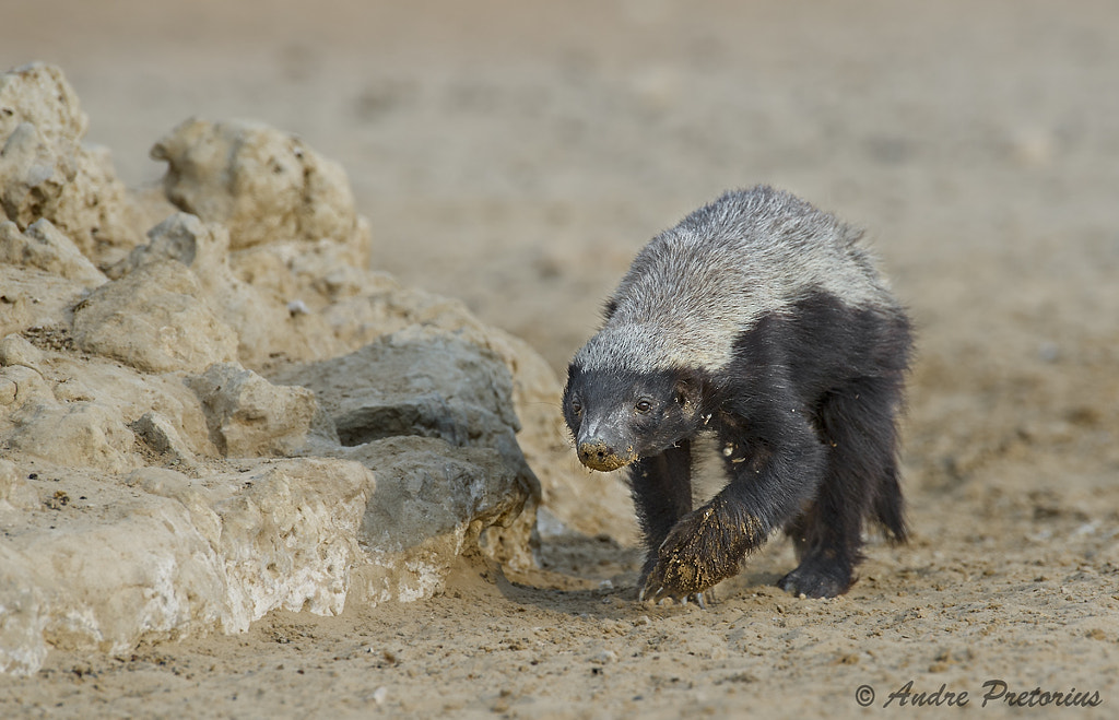 Determination by Andre Pretorius / 500px