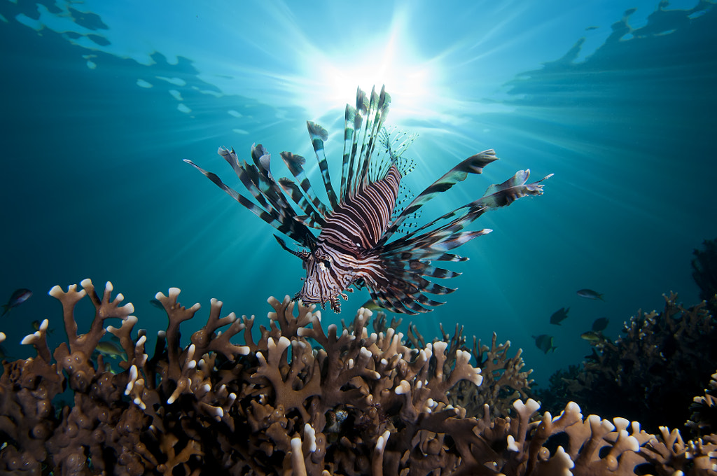 Lion Fish with Sunburst by Jonathan Lin / 500px