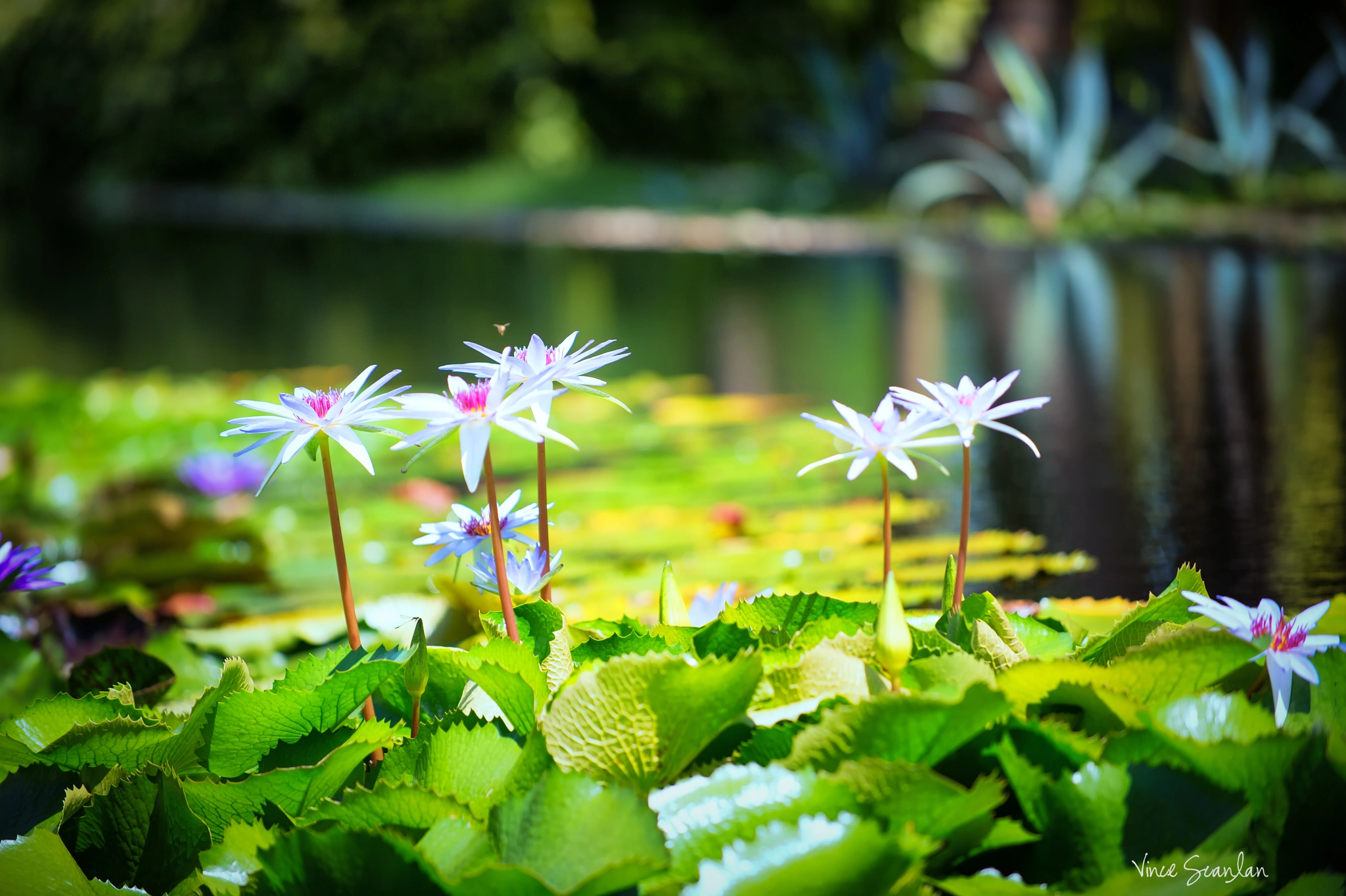 The Lilly Pond by Vince Scanlan / 500px