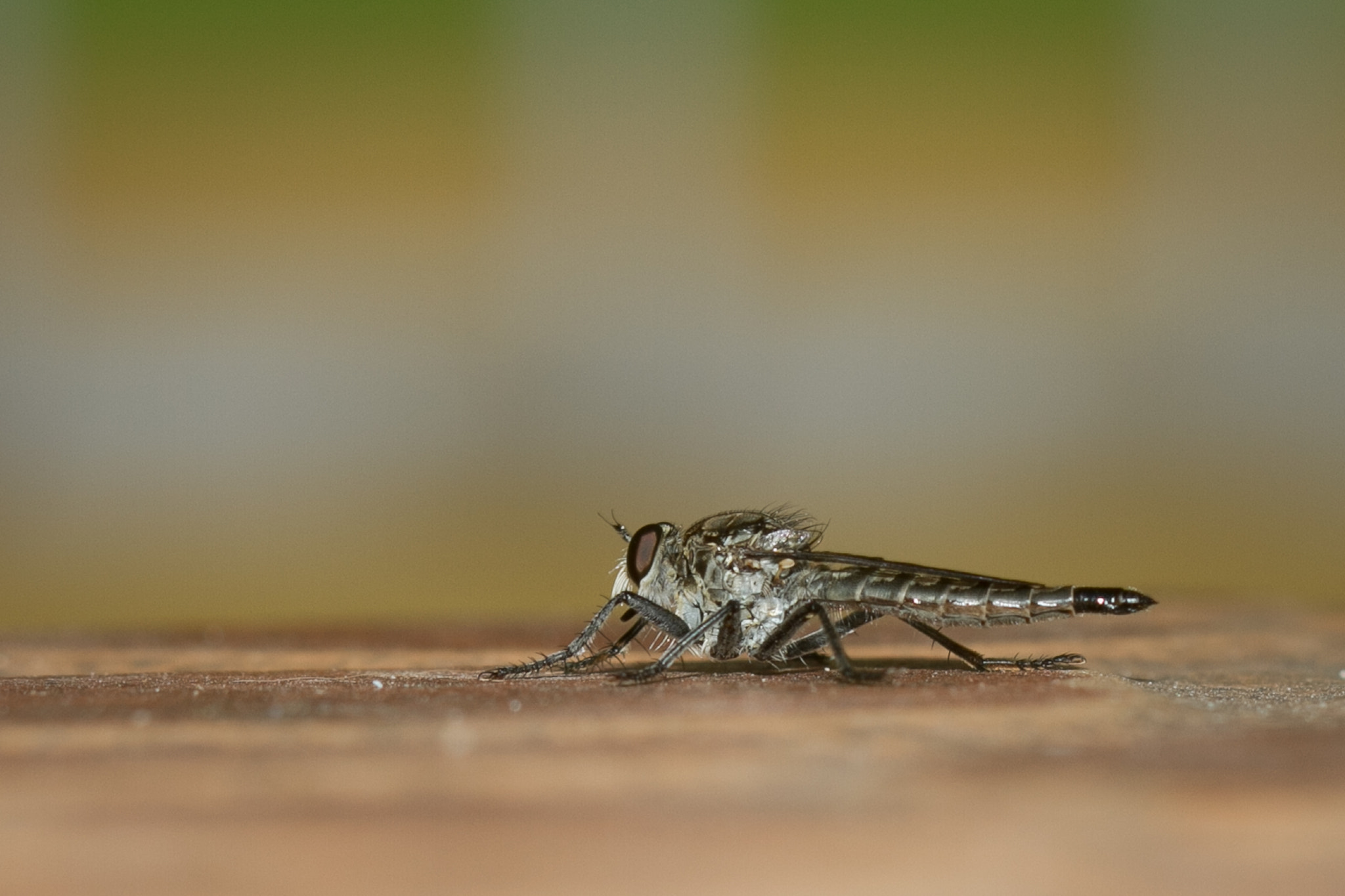 Filipino Fly by Jan Pleiter / 500px