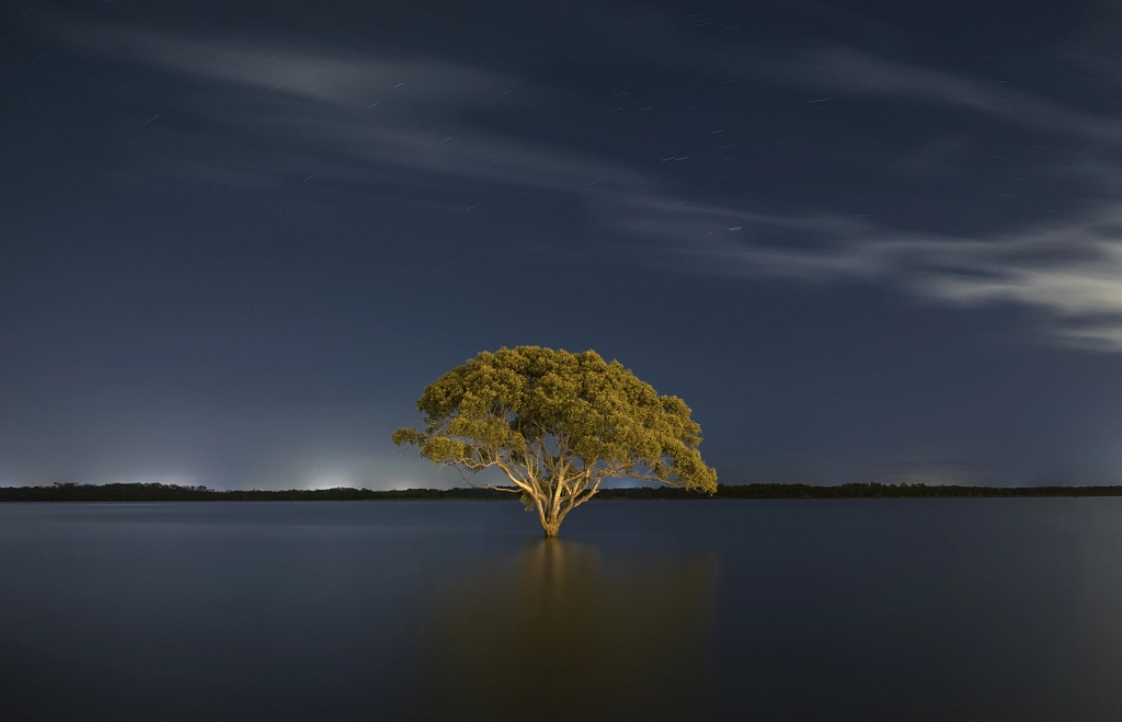 Brighton Tree by Liam Warton / 500px