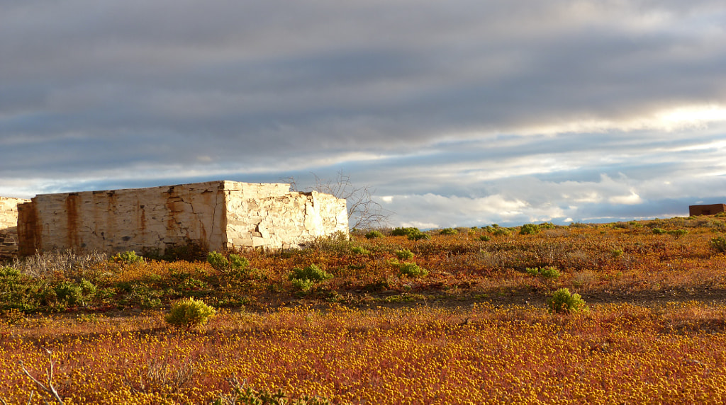 Tankwa Karoo in Spring by Adriaan Zeeman / 500px