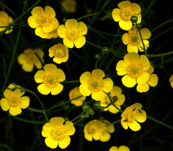 Buttercups Our Gold by Chrissie Barrow | 500px