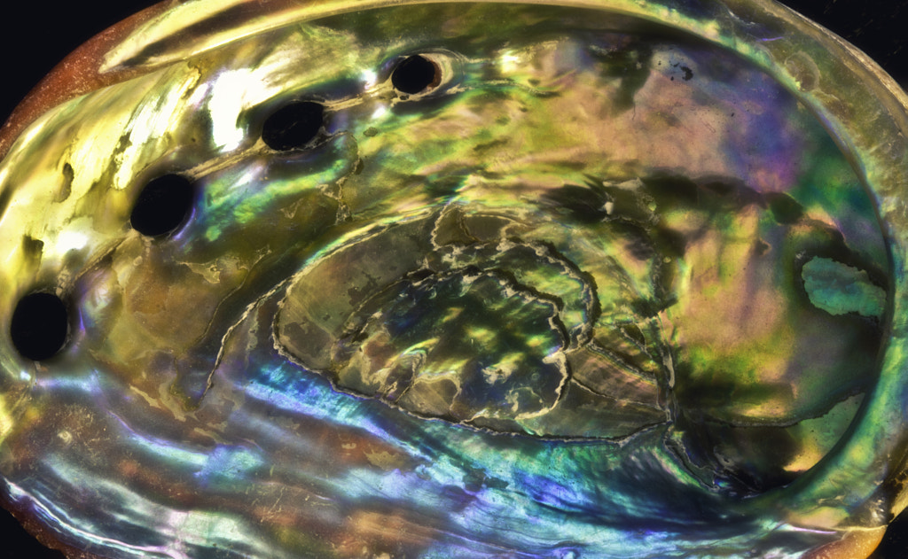 Abalone in Liquid Color by Bob Decker / 500px