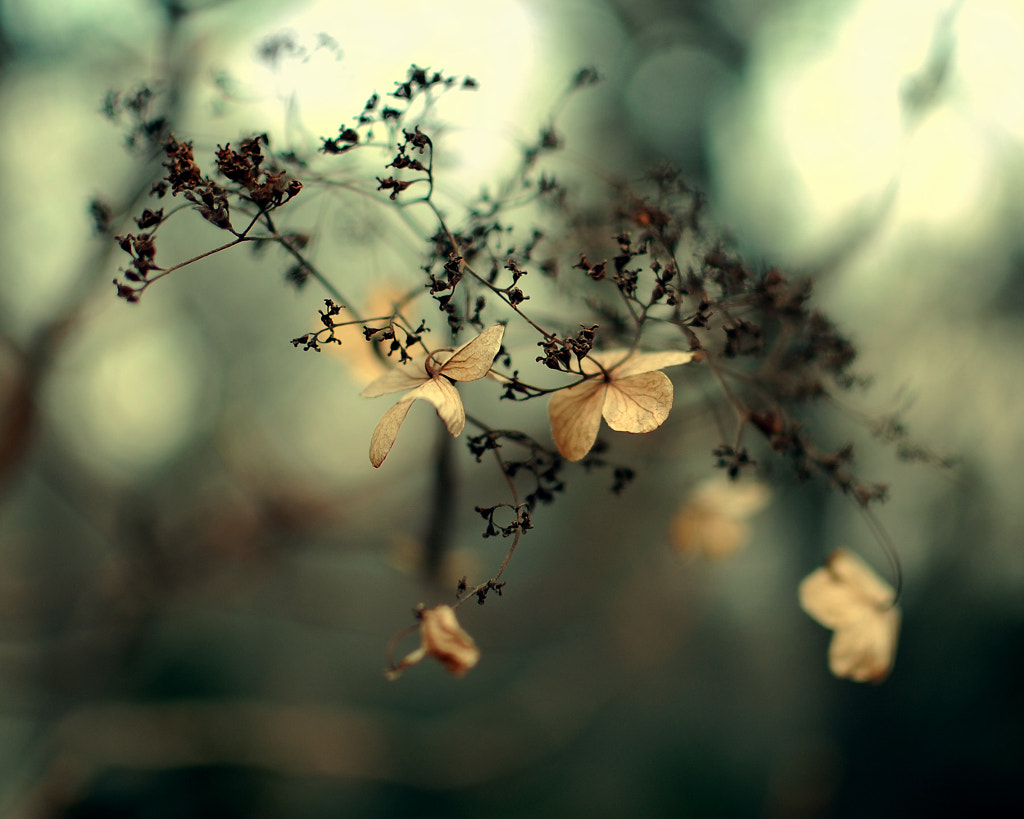 Dried by Allana Mayer / 500px