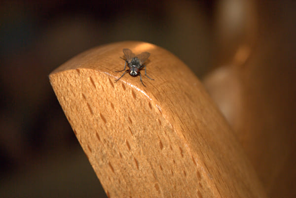 Horrifying fly by Aleksandra Blagojević / 500px