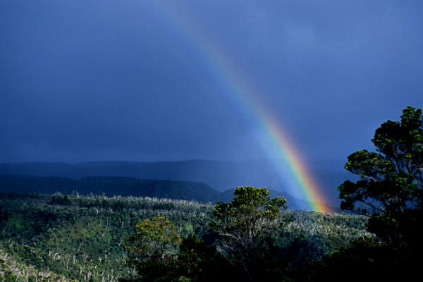 Rainbow over Alakai Swamp by Brian Morrison | 500px