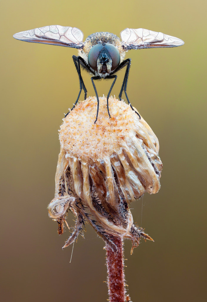 Bee fly, head-on view by John Hallmén / 500px