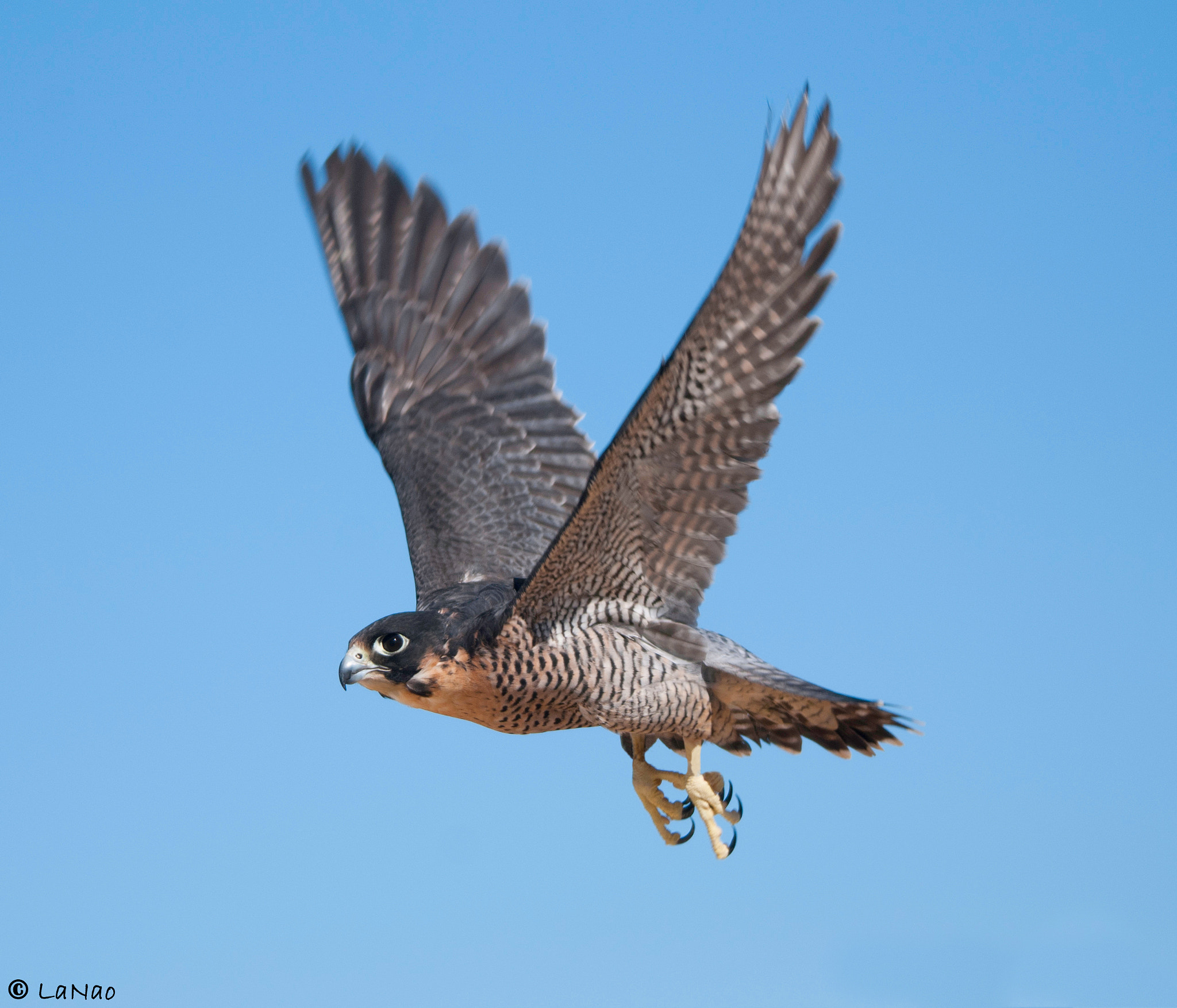 Halcón Peregrino by Nohemi Higueras - Photo 5504743 / 500px