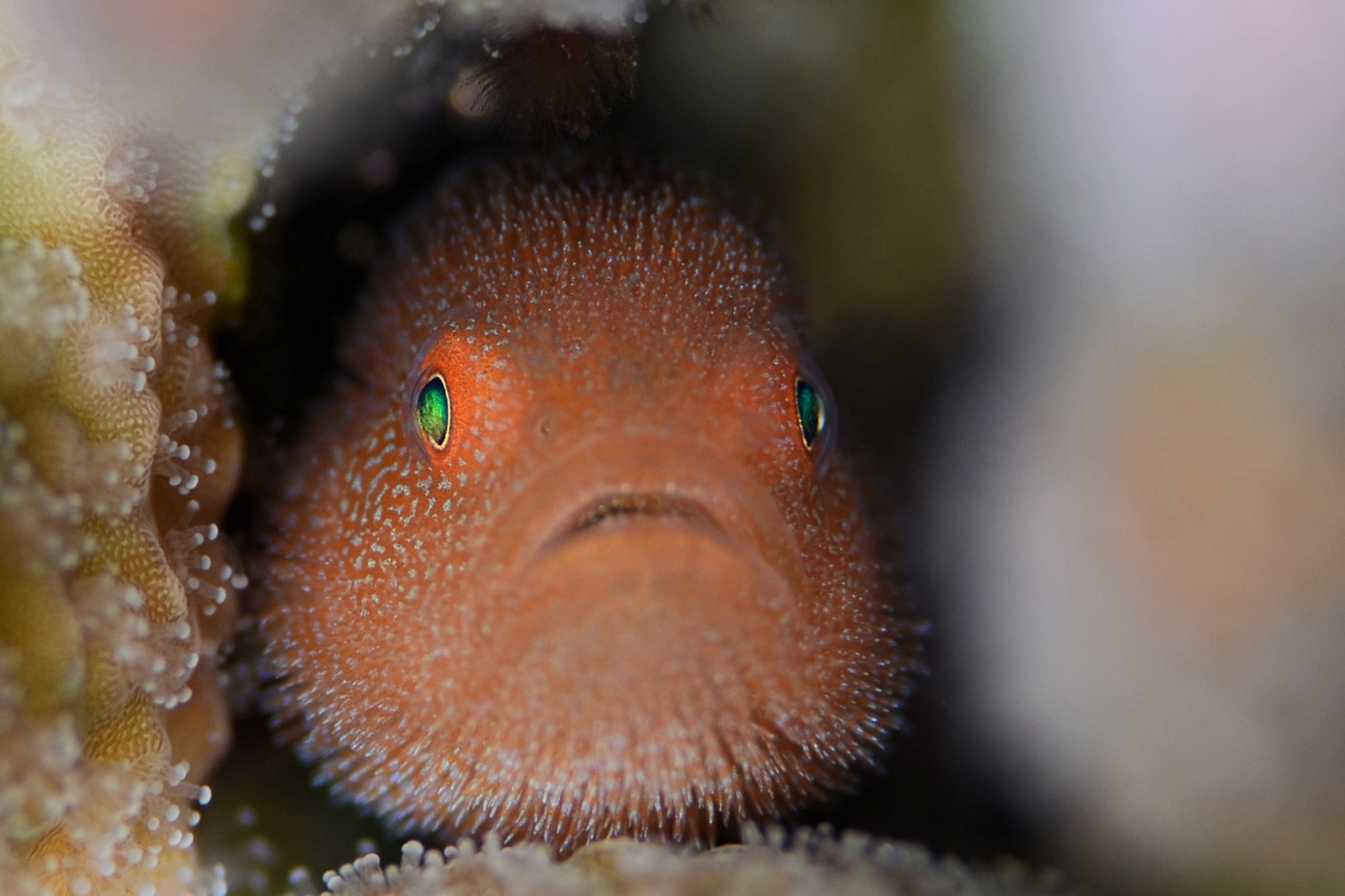 fuuny face by H Shige / 500px