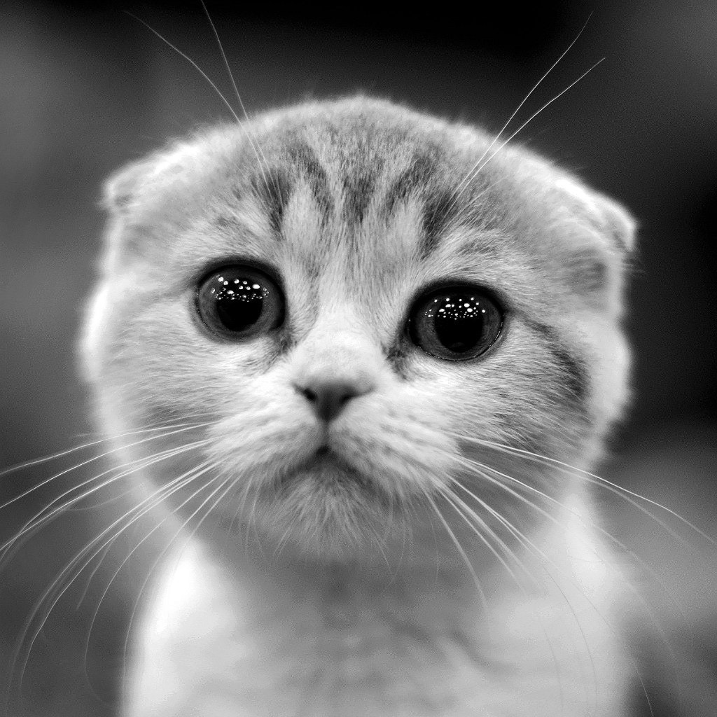 Puss in Boots by Yulia Stahovskaya / 500px