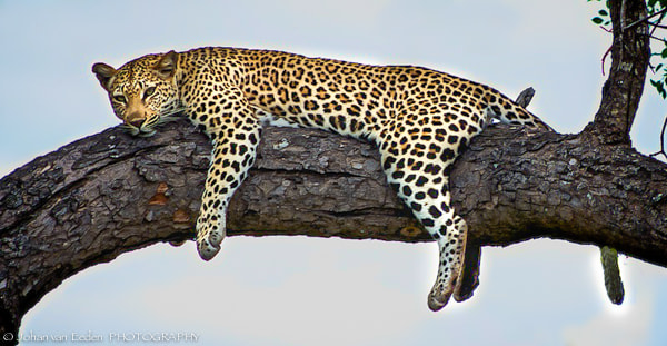 Layed Back Sally by Johan van Eeden / 500px