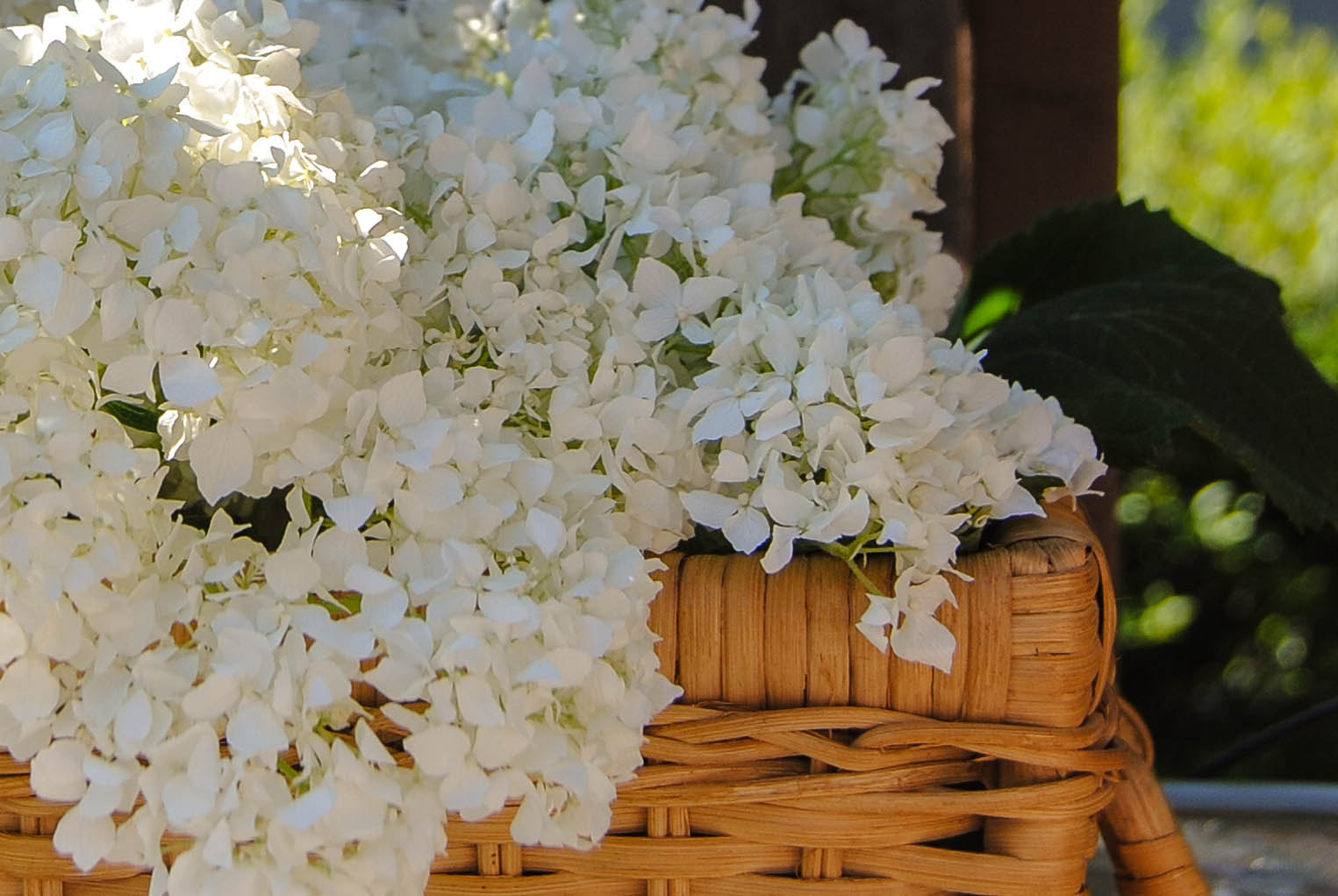 Hydrangea Basket by Janet Murphy / 500px
