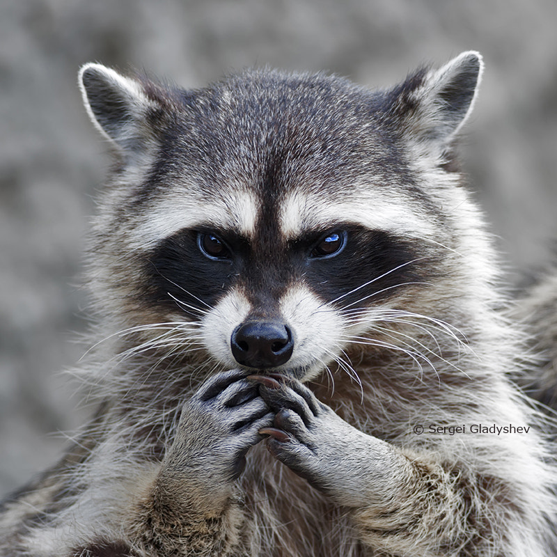 Embarrassed raccoon by sergei gladyshev / 500px
