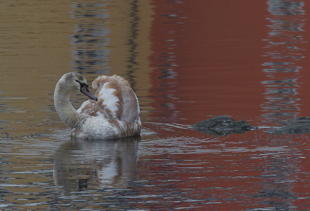 mit fremden farben... by Robert Rauscher / 500px