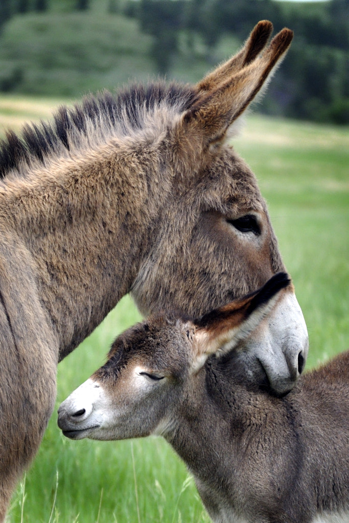 Donkey mother and child by R Patrick / 500px