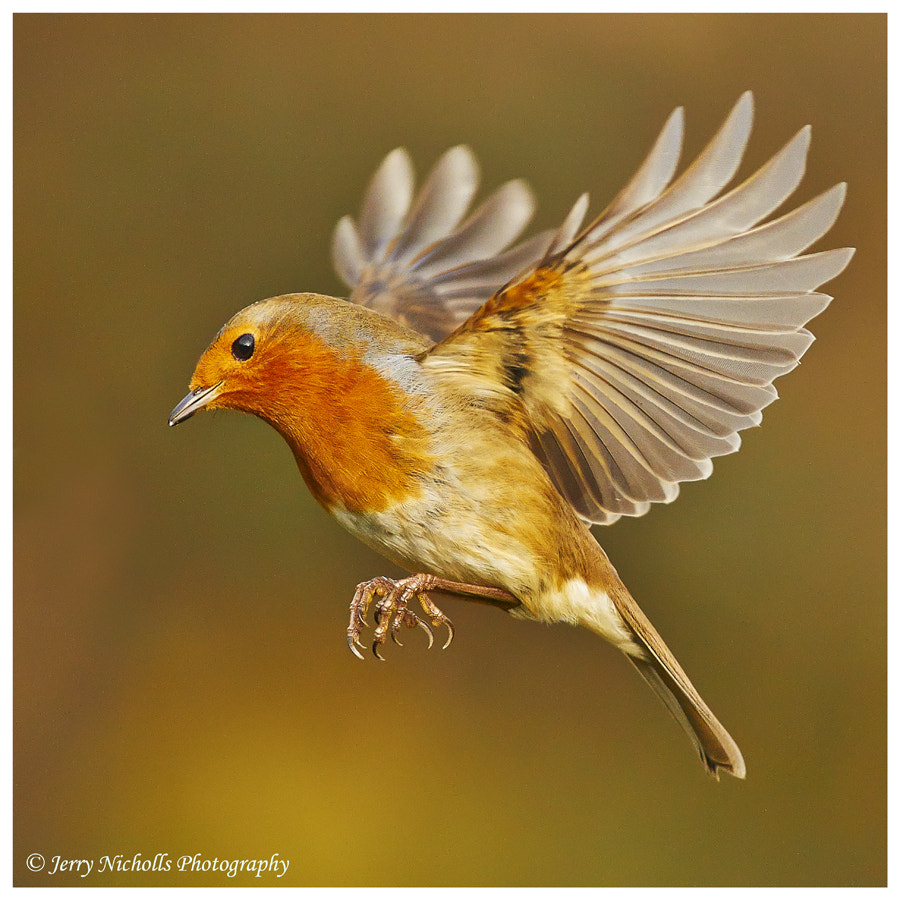 Robin in flight close up by Jerry Nicholls / 500px