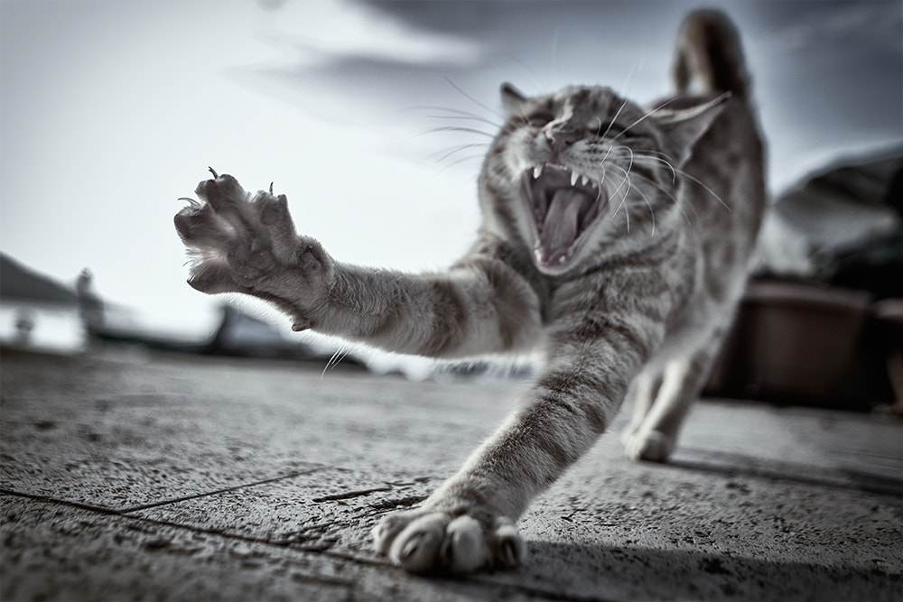 Kedicik by Caner Baser / 500px