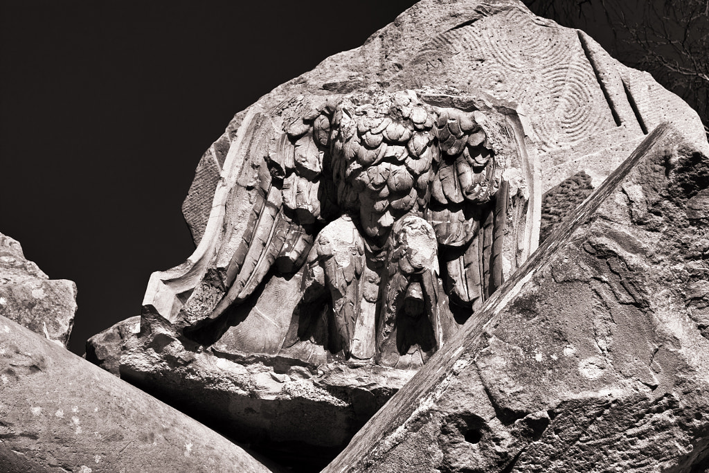 headless eagle by olaus magnus / 500px