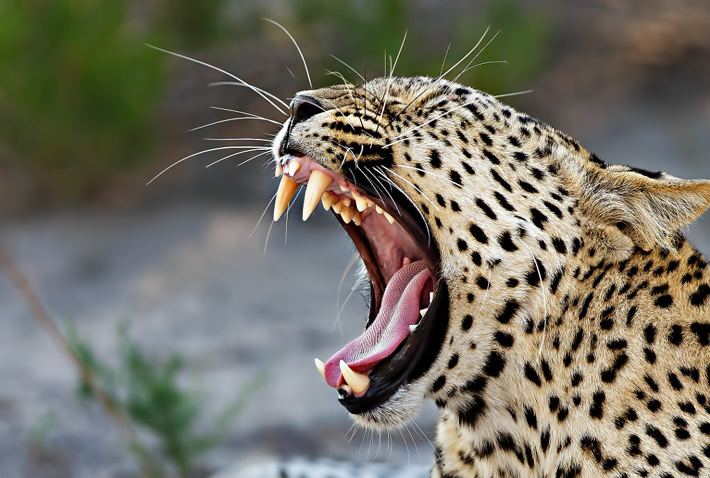 Leopard Dental Work by Ed Hetherington / 500px