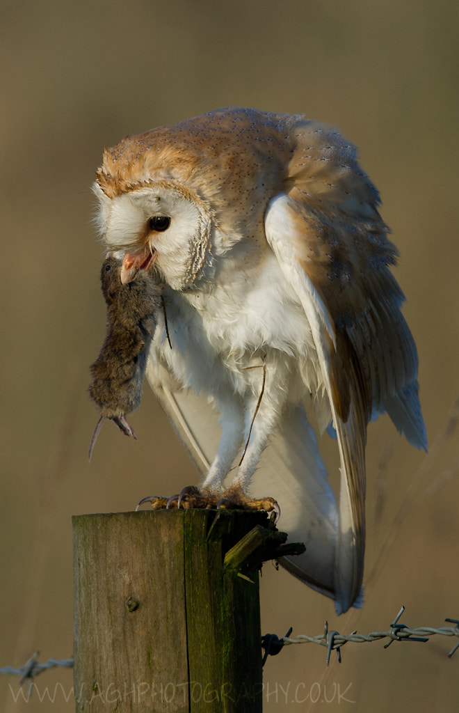 Barn Owl with Prey by Tony House - Photo 5647513 / 500px