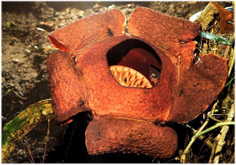 Rafflesia Patma oleh: Dimas Riandi Padma Raksasa (Rafflesia arnoldii ...