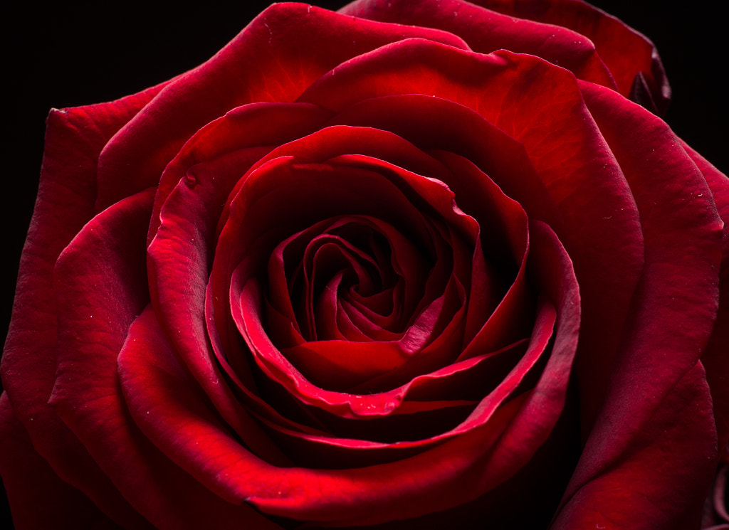 Red Rose - low key by Greg Kirkpatrick / 500px