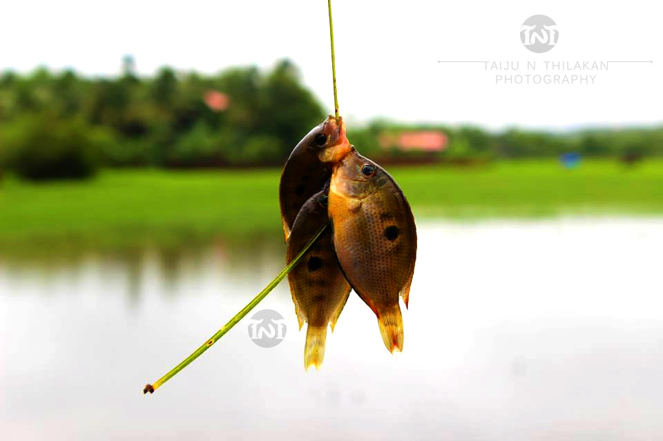 Etroplus maculatus Kerala Pallathi Fish by Taiju Thilakan / 500px